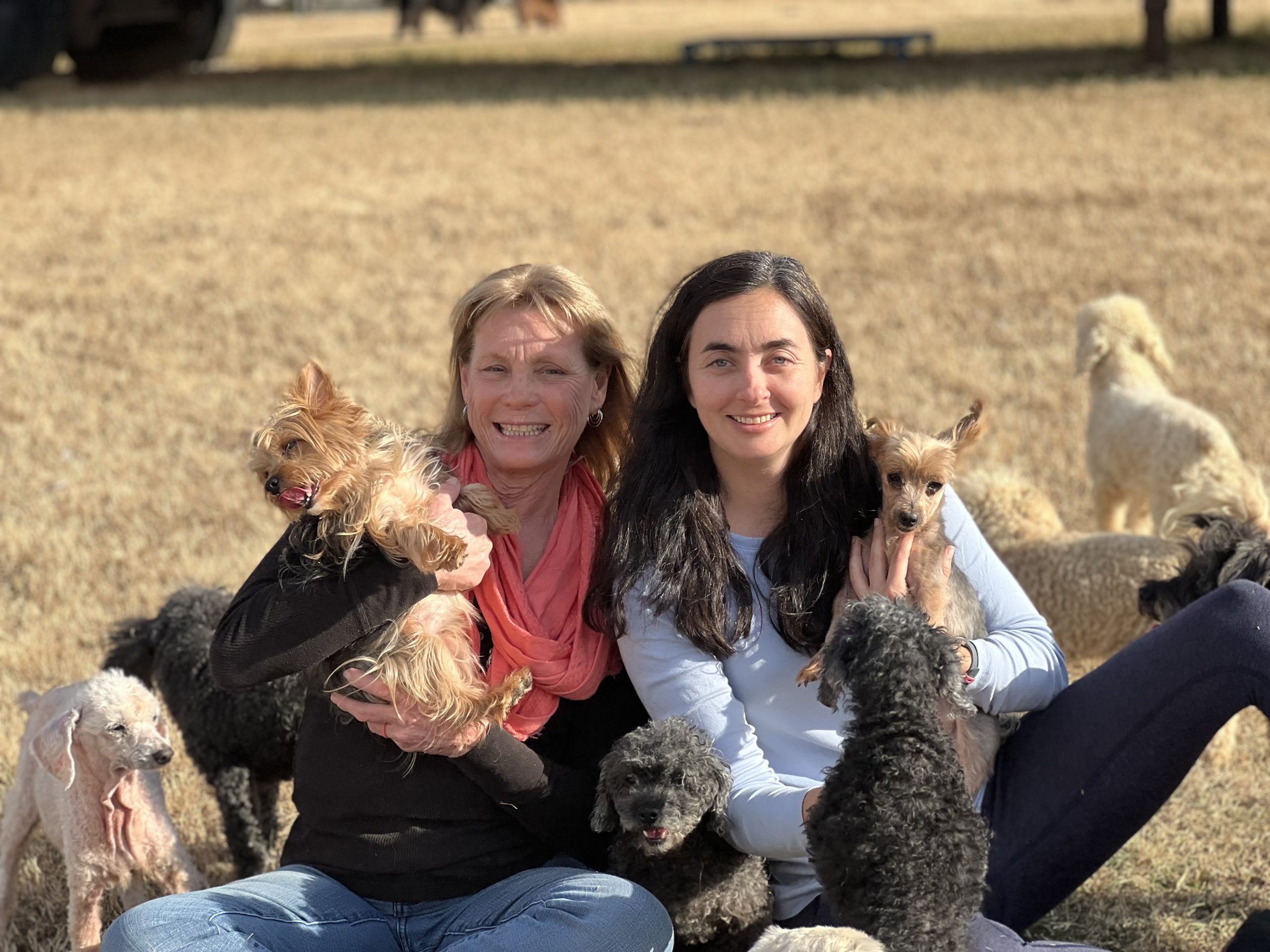 Donna-Jen – Carolina Poodle Rescue